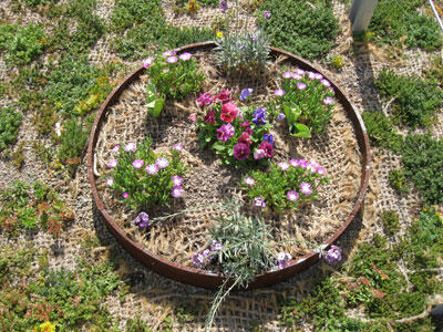 Rooftop Garden Wins Sustainability Award - VCU News - Virginia ...